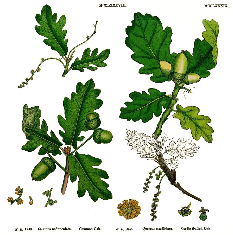 Les leçons du chêne | Acteur-Nature.com